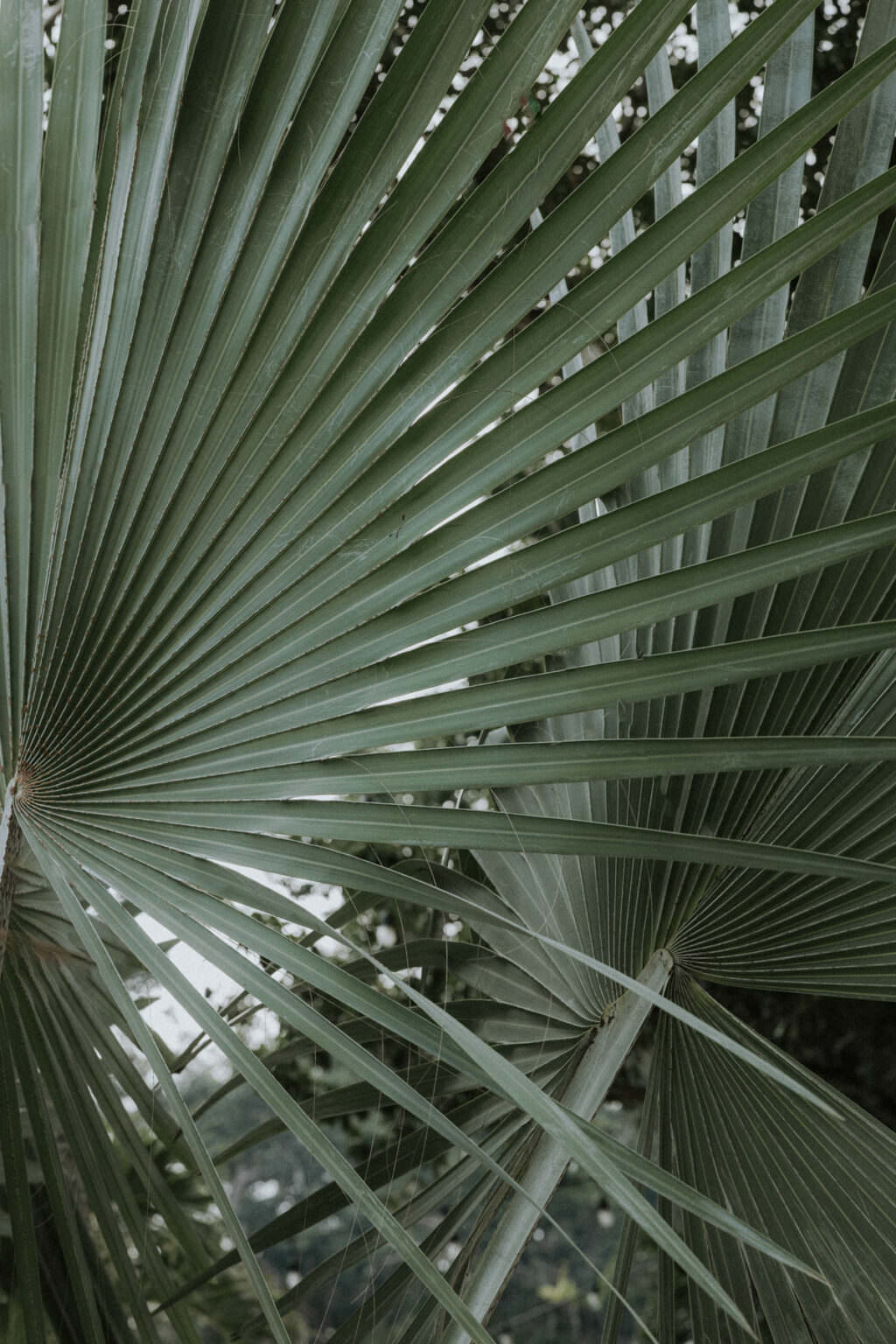 Chic Jungle wedding at Kima Tulum - Bernadeta Kupiec Photography